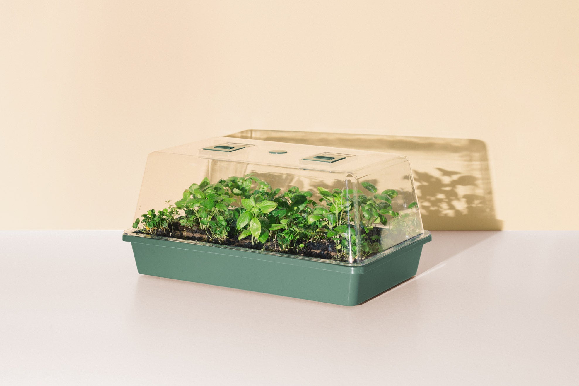 Why use a Plant Propagator? – Good Roots Store