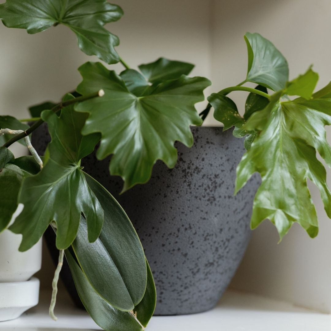 Ceramix Nova Terrazzo Pot – Good Roots Store